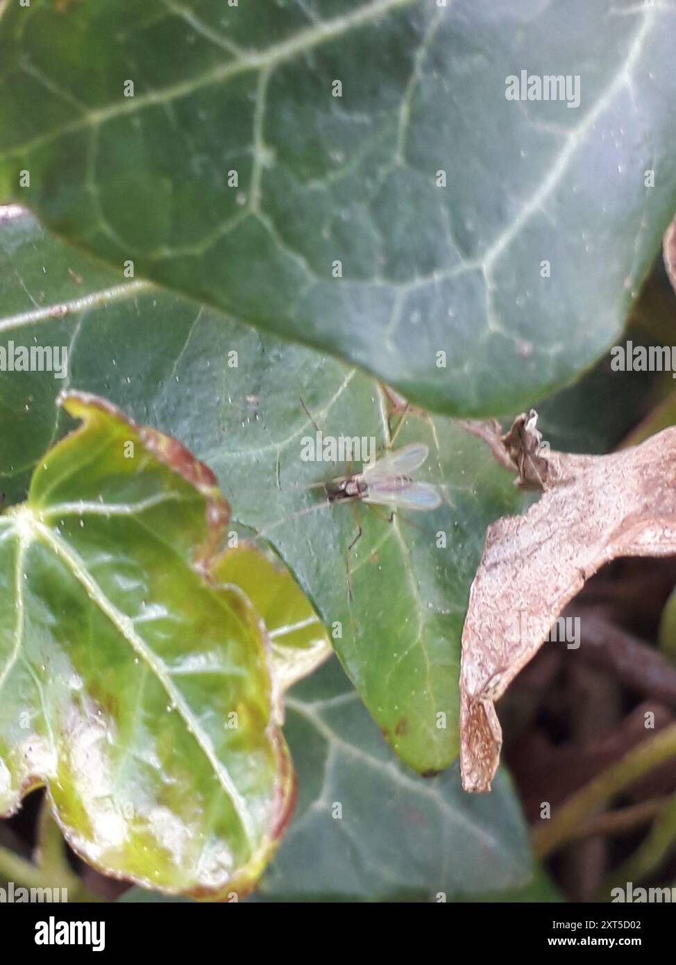 Non-biting Midges (Chironomidae) Insecta Stock Photo - Alamy