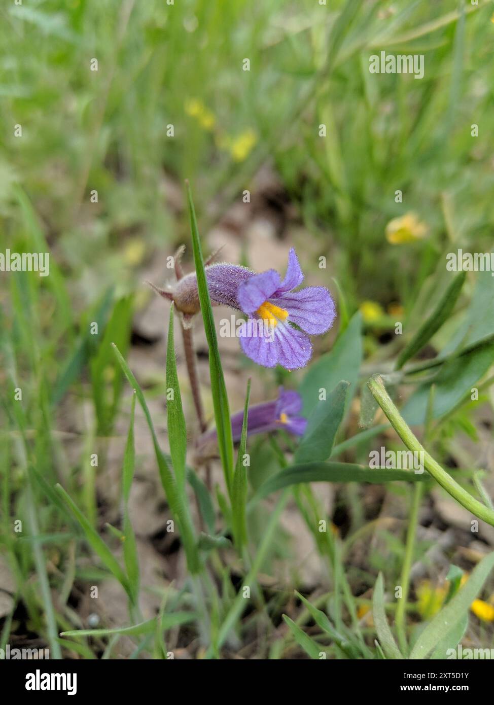 oneflower broomrape (Aphyllon purpureum) Plantae Stock Photo - Alamy