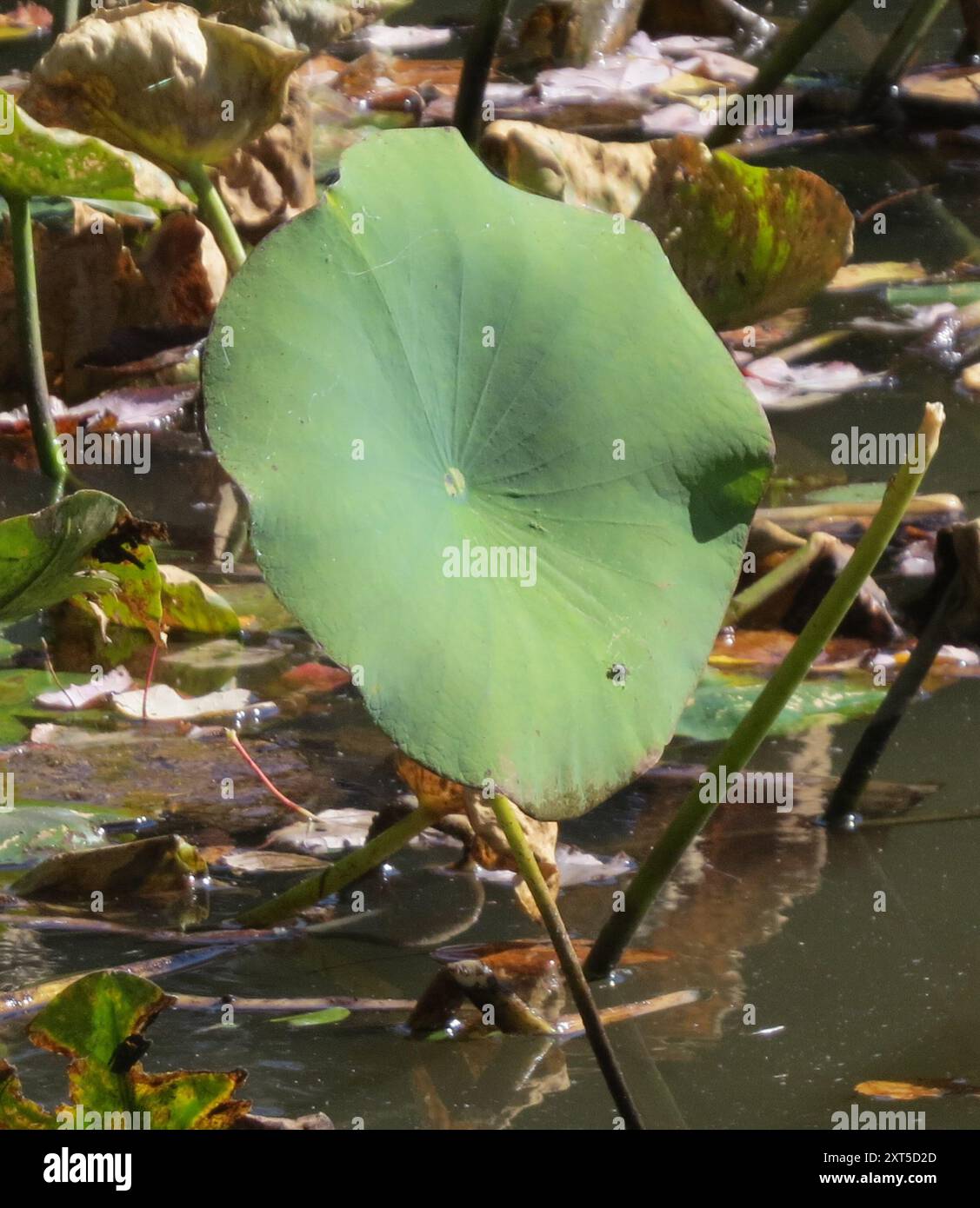 American lotus (Nelumbo lutea) Plantae Stock Photo - Alamy