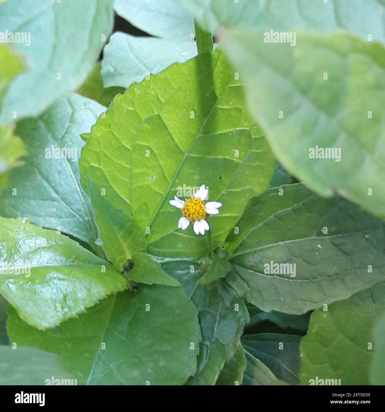 shaggy soldier (Galinsoga quadriradiata) Plantae Stock Photo - Alamy