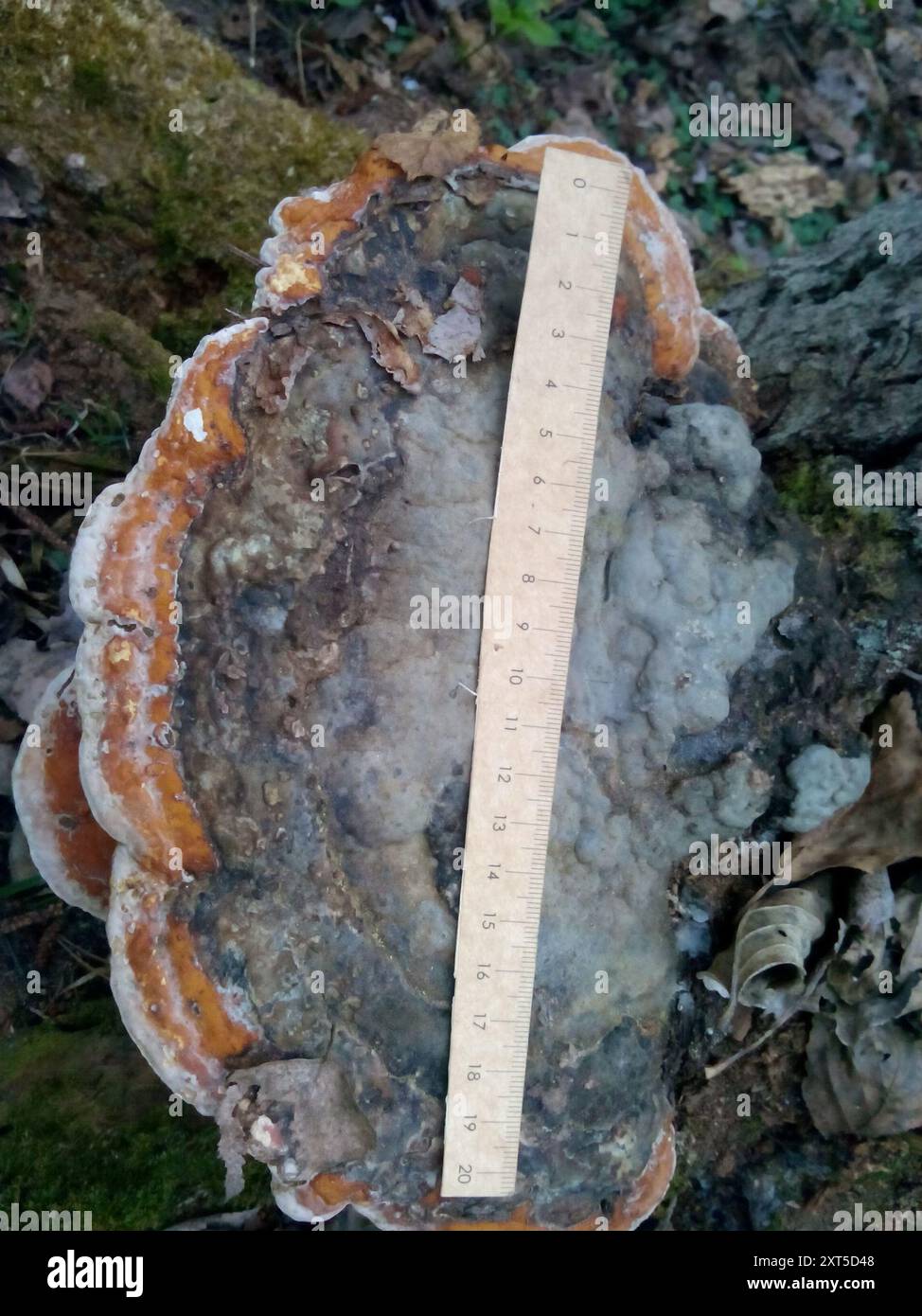 Red-banded Polypore (Fomitopsis pinicola) Fungi Stock Photo - Alamy