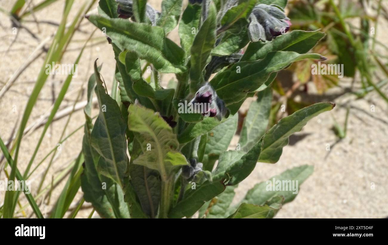 borage family (Boraginaceae) Plantae Stock Photo - Alamy