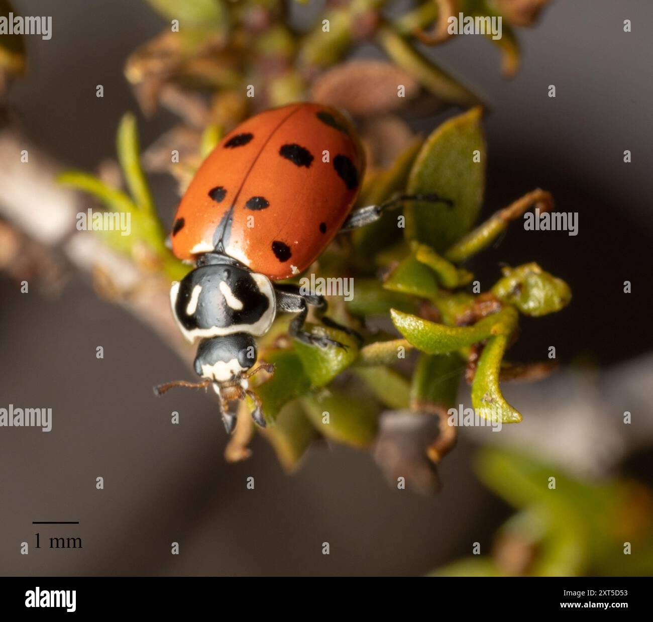 Convergent Lady Beetle (Hippodamia convergens) Insecta Stock Photo - Alamy