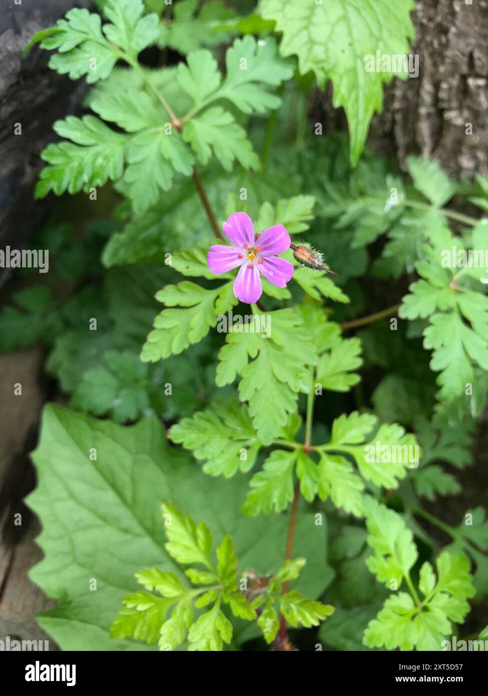 Herb Robert (Geranium robertianum) Plantae Stock Photo - Alamy