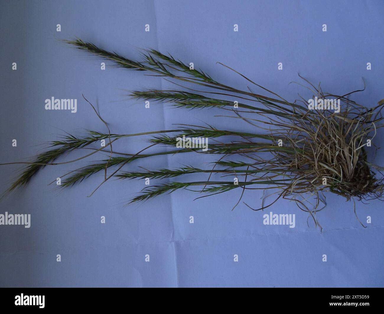 Vulpia hi-res stock photography and images - Alamy