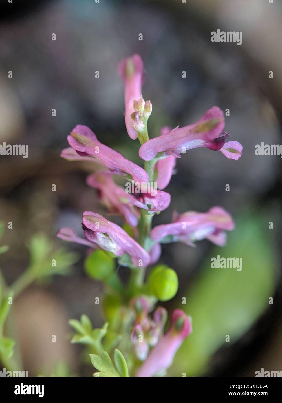 Common Fumitory (Fumaria officinalis) Plantae Stock Photo - Alamy