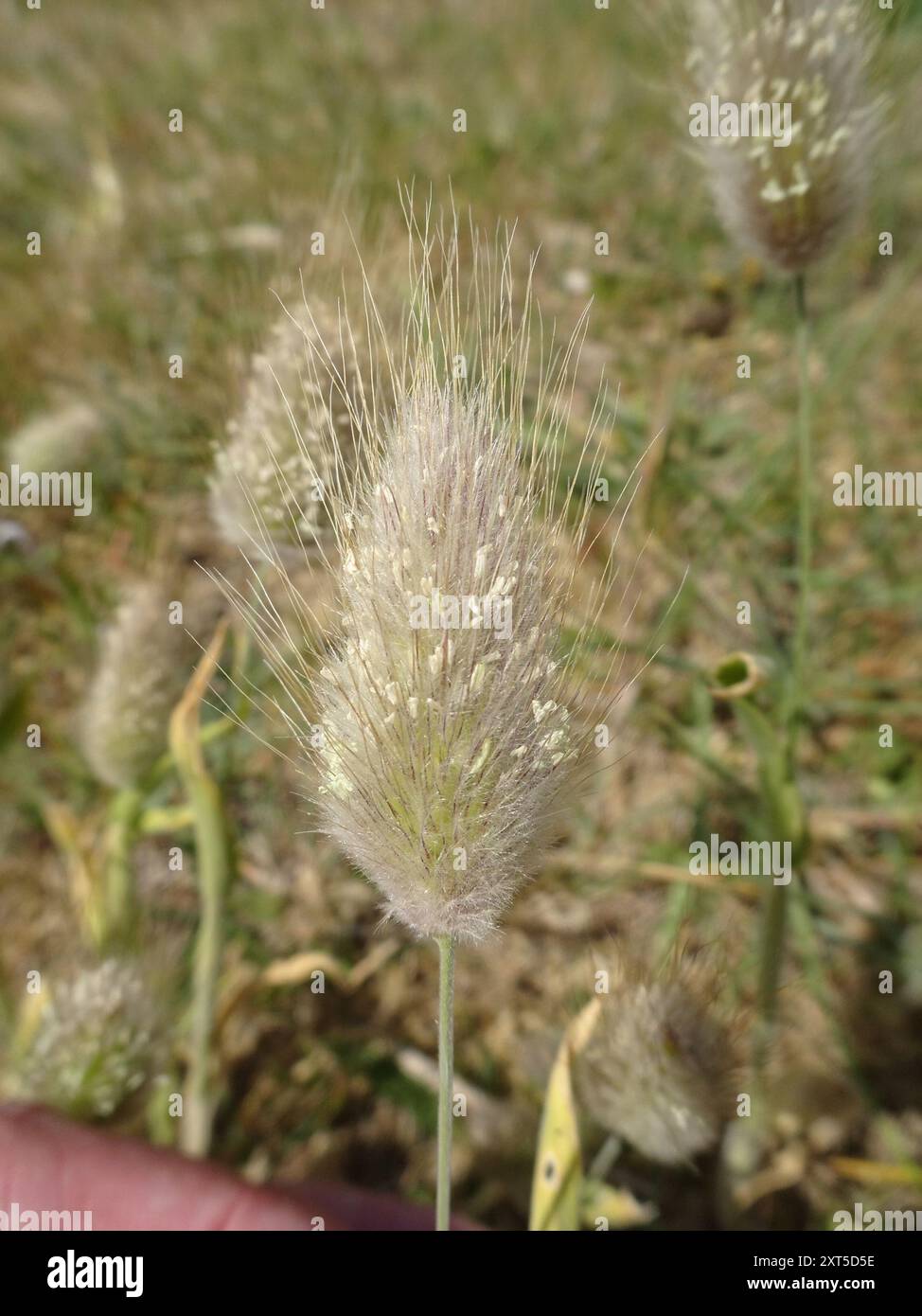 Hare's Tail Grass (Lagurus ovatus) Plantae Stock Photo - Alamy