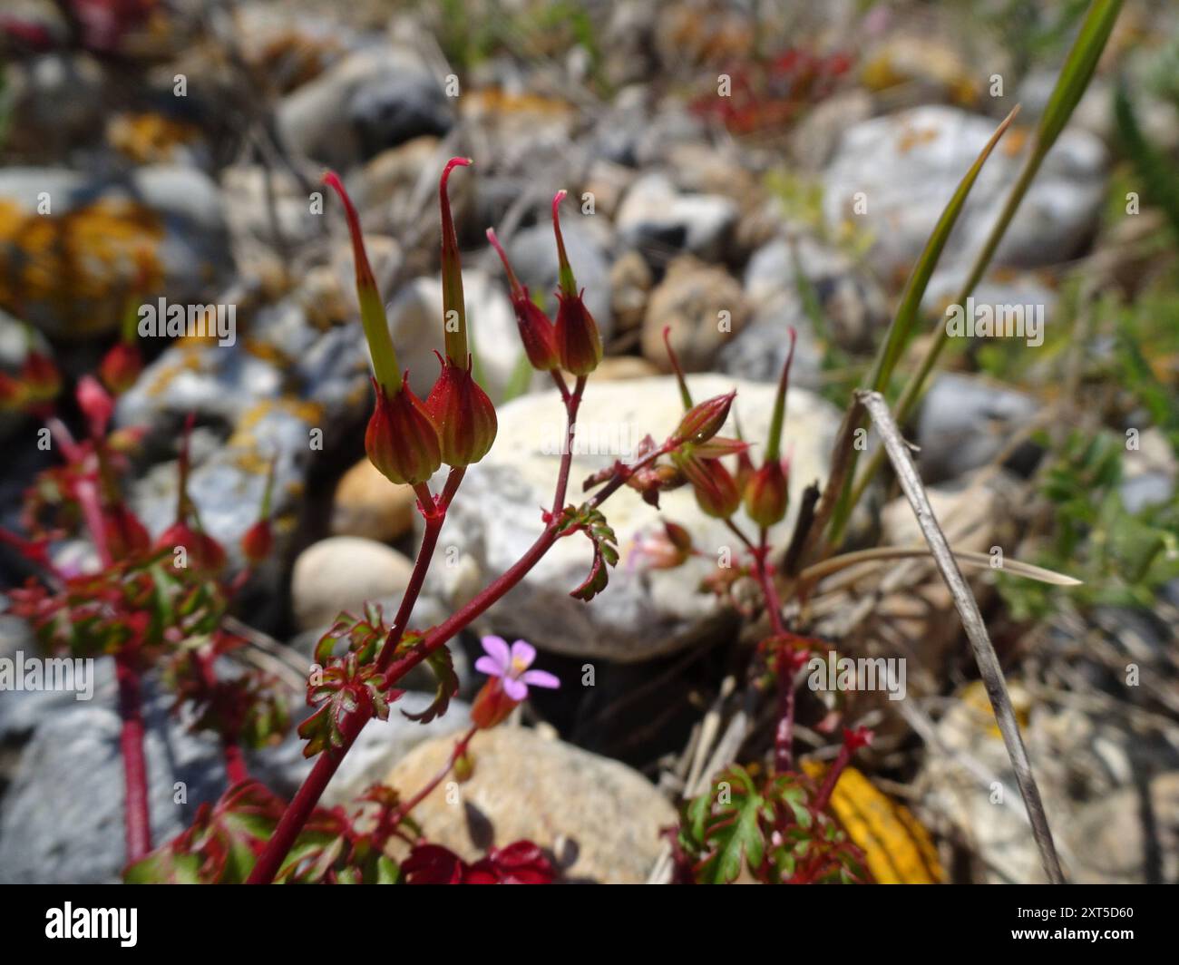 Little-Robin (Geranium purpureum) Plantae Stock Photo - Alamy