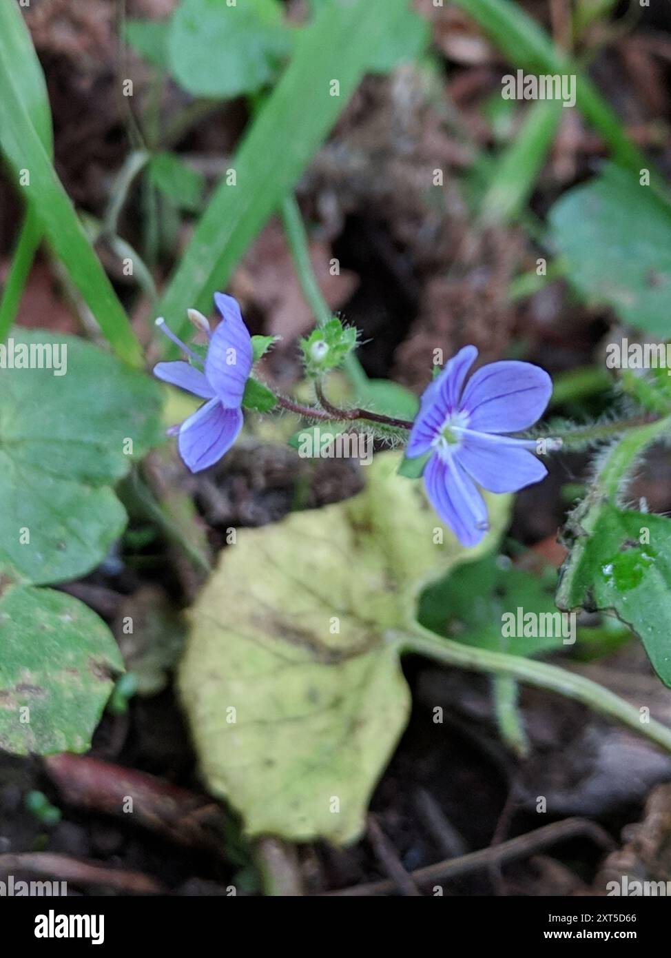 Wood Speedwell (Veronica montana) Plantae Stock Photo - Alamy