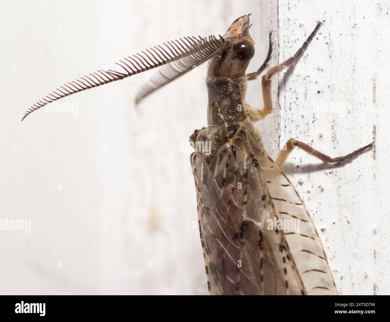 Summer Fishfly (Chauliodes pectinicornis) Insecta Stock Photo - Alamy