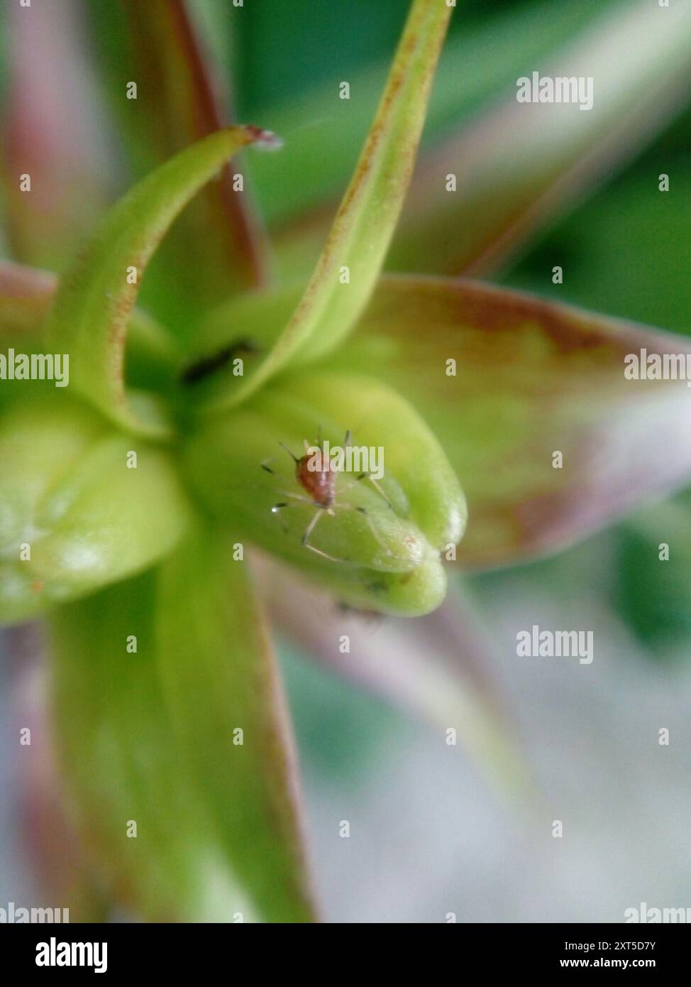 Aphids (Aphididae) Insecta Stock Photo - Alamy