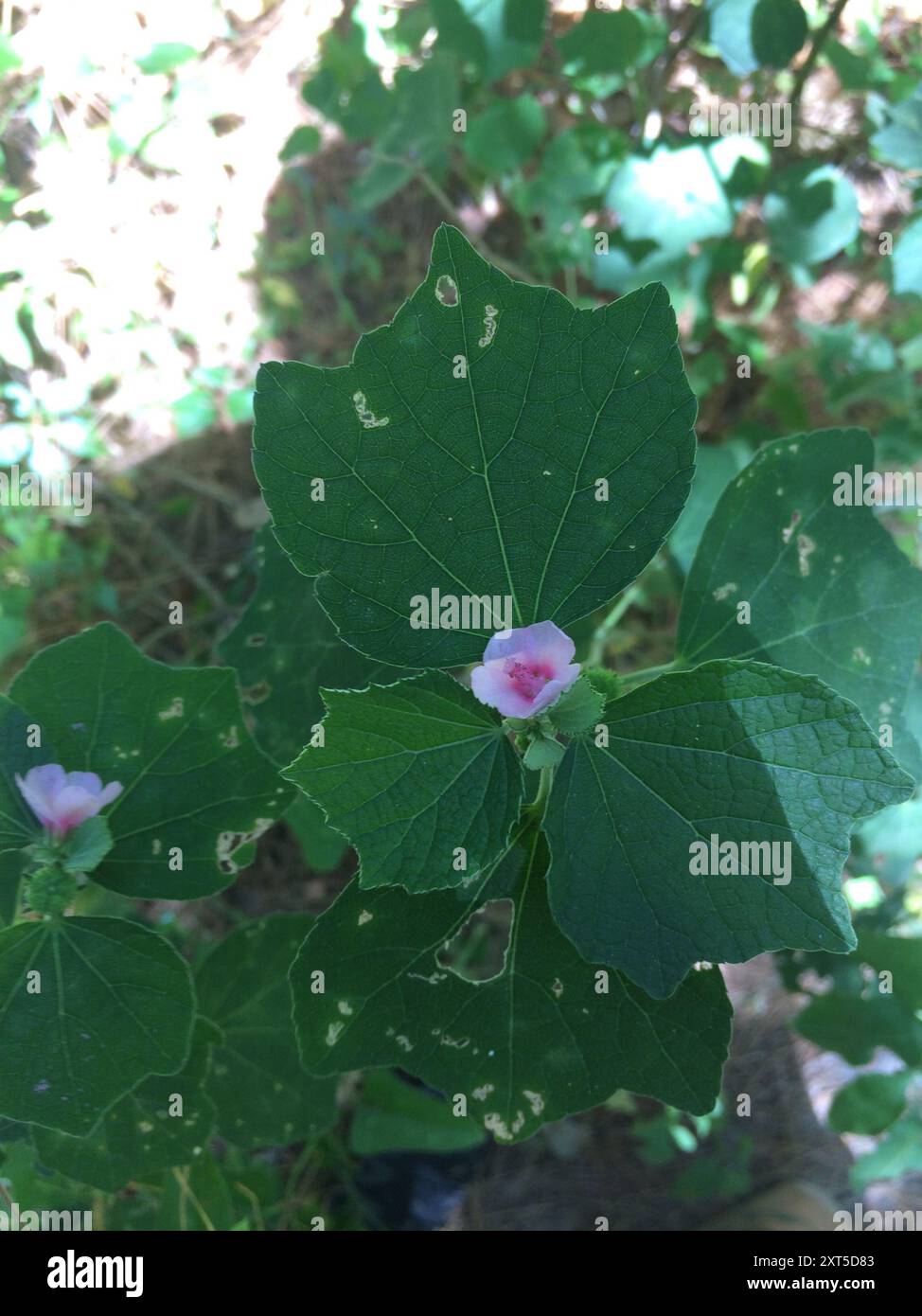 Caesar weed (Urena lobata) Plantae Stock Photo - Alamy