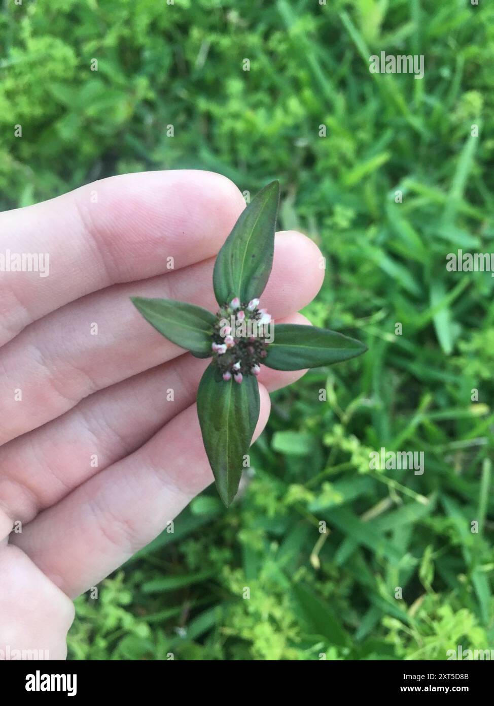 Woodland false buttonweed (Spermacoce remota) Plantae Stock Photo - Alamy