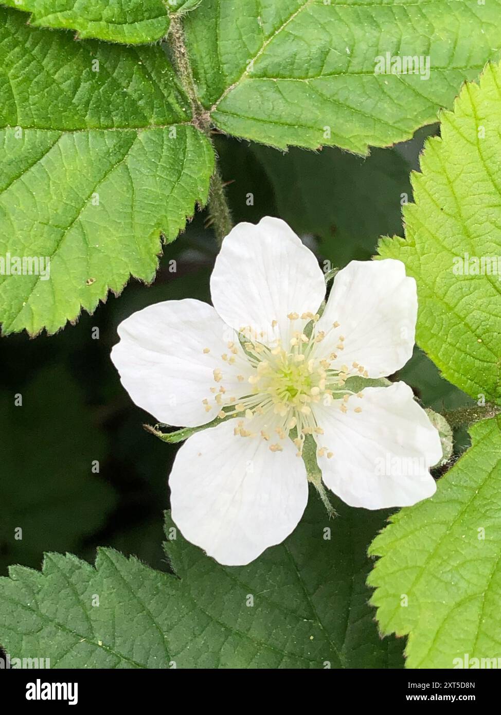 brambles (Rubus) Plantae Stock Photo - Alamy