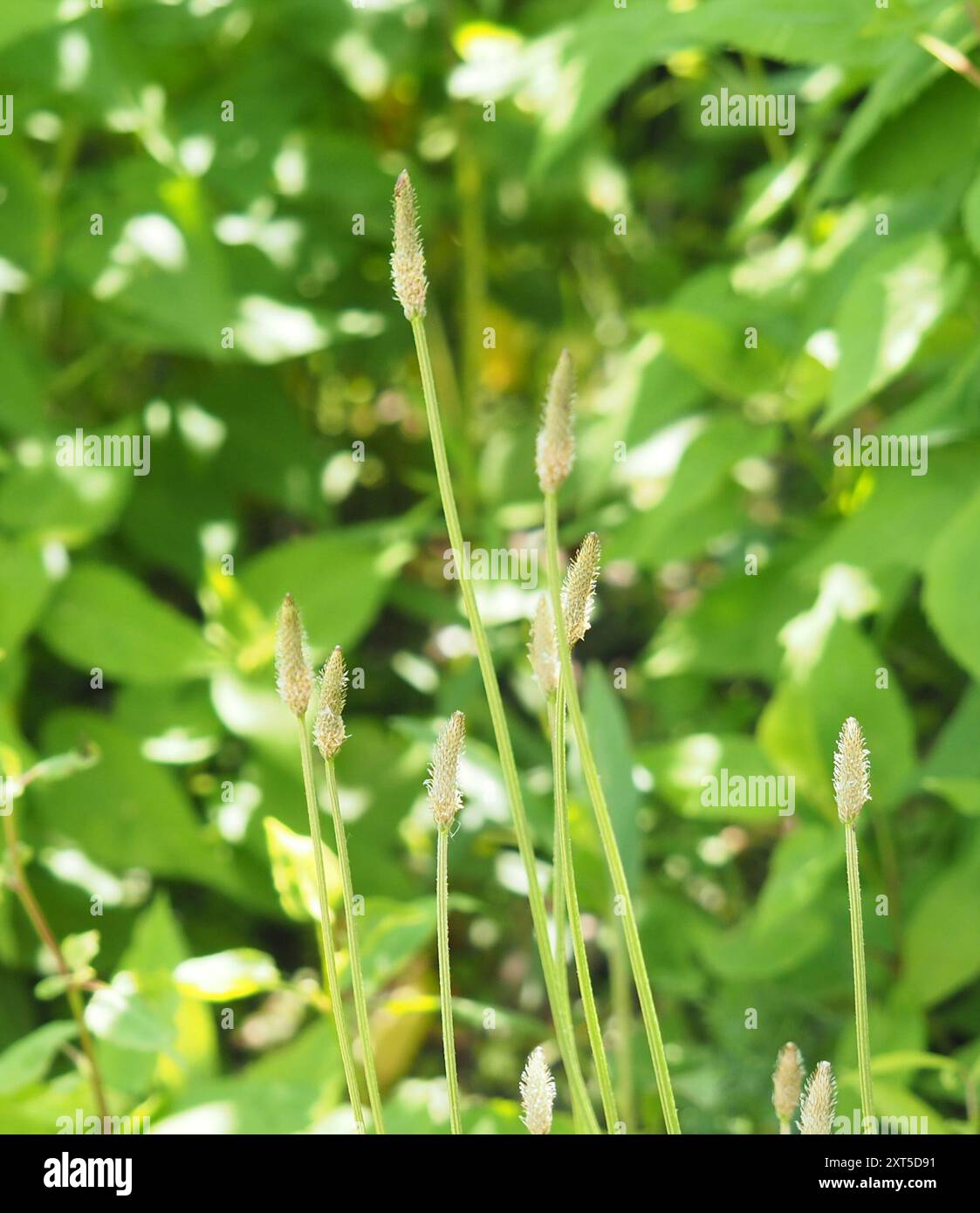 ribwort plantain (Plantago lanceolata) Plantae Stock Photo - Alamy