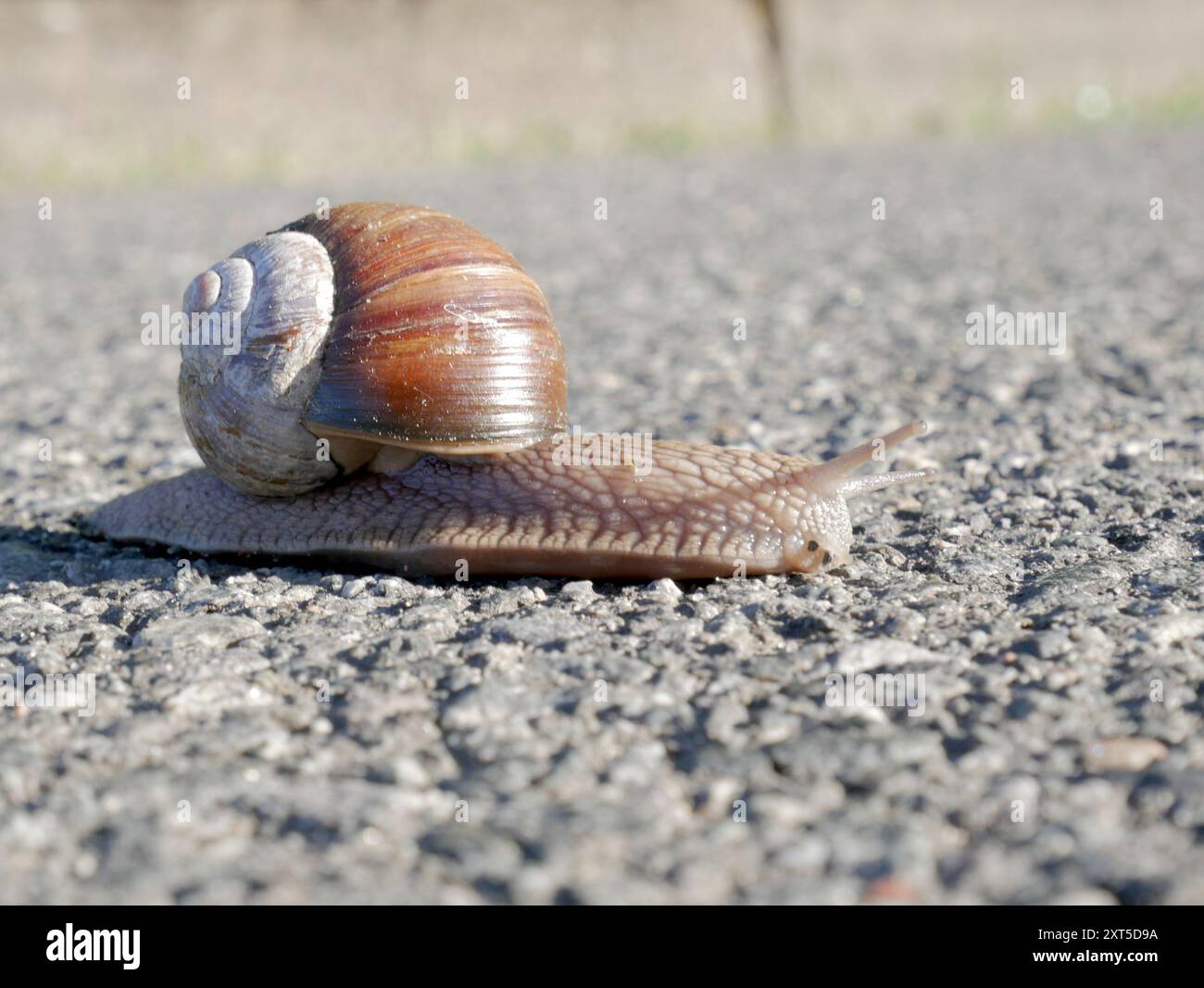 Roman Snail (Helix pomatia) Mollusca Stock Photo - Alamy