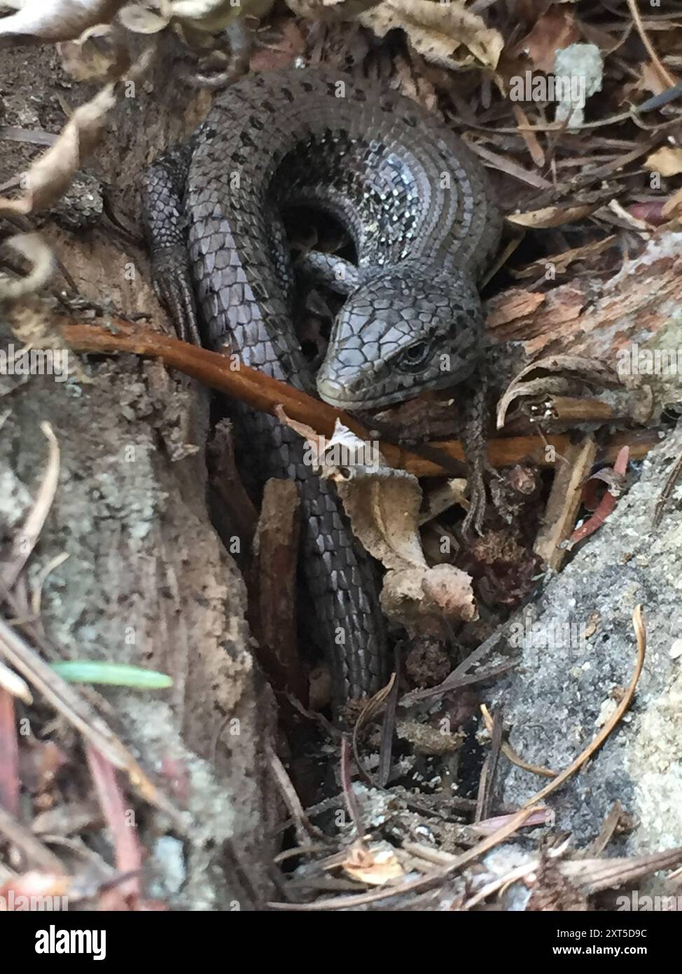 Northern Alligator Lizard (Elgaria coerulea) Reptilia Stock Photo - Alamy