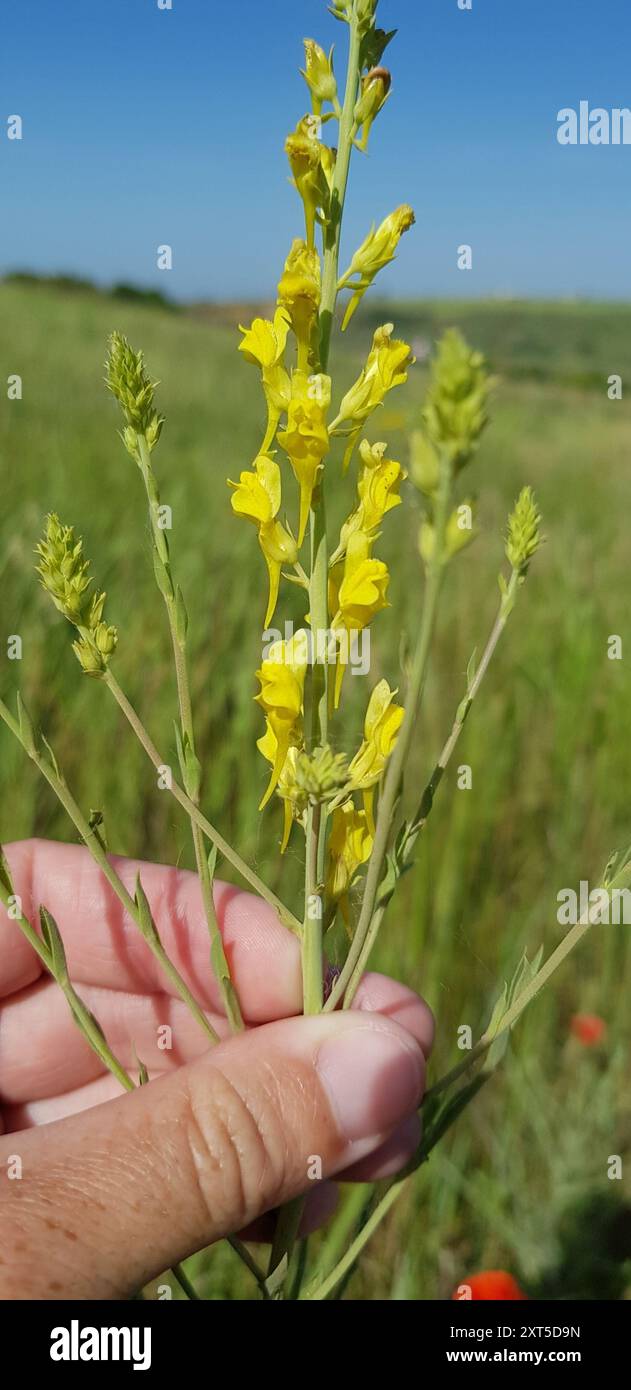 Broomleaf Toadflax (Linaria genistifolia) Plantae Stock Photo - Alamy