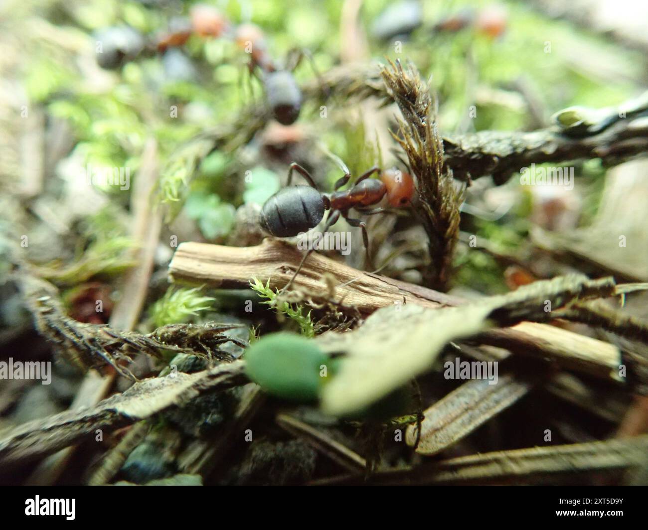 integra-group Field and Mound Ants (Formica integra) Insecta Stock ...