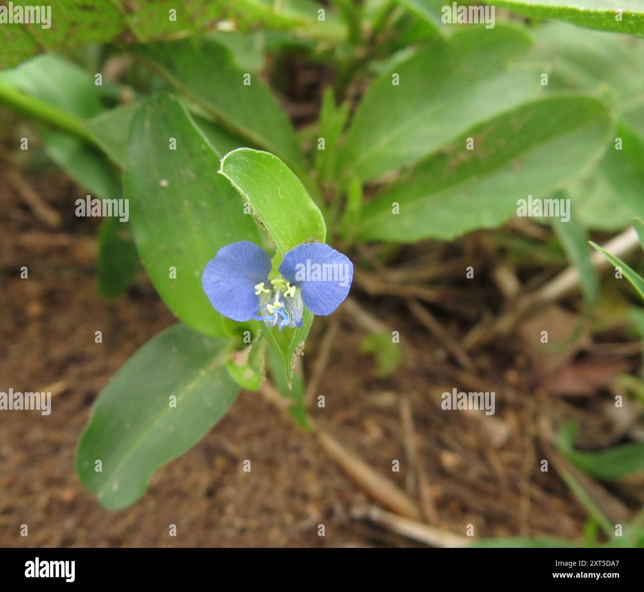 tropical spiderwort (Commelina benghalensis) Plantae Stock Photo - Alamy