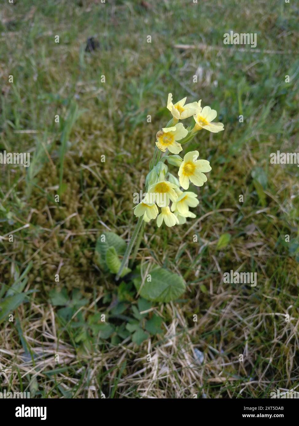Oxlip (Primula elatior) Plantae Stock Photo - Alamy
