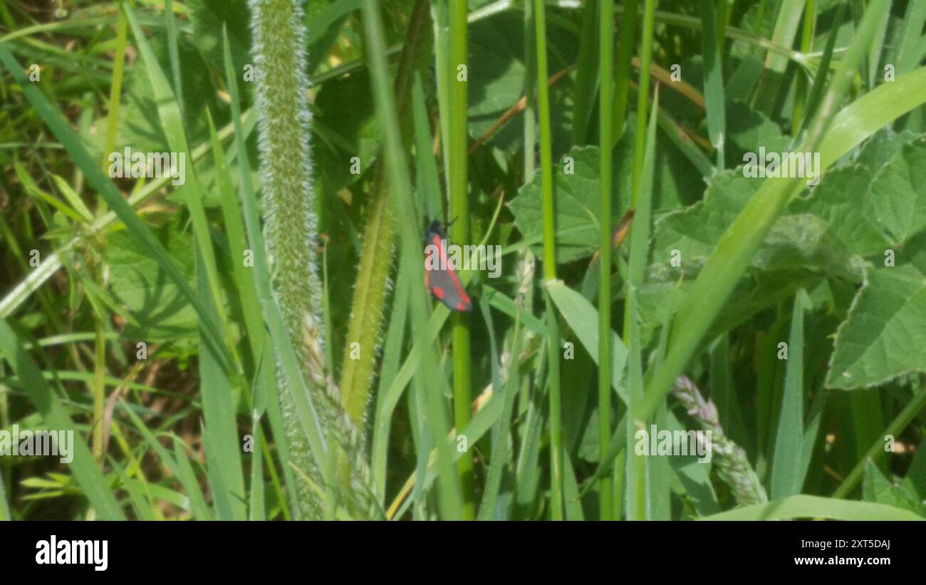 Cinnabar moth (Tyria jacobaeae) Insecta Stock Photo - Alamy