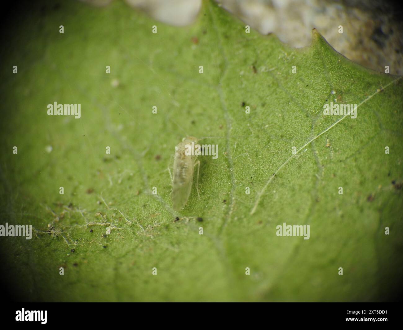 Barklice, Booklice, and Parasitic Lice (Psocodea) Insecta Stock Photo ...