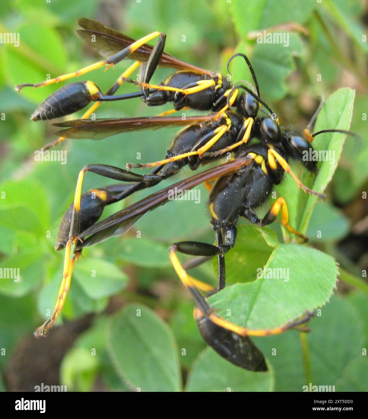 Yellow-legged Mud-dauber Wasp (Sceliphron caementarium) Insecta Stock ...