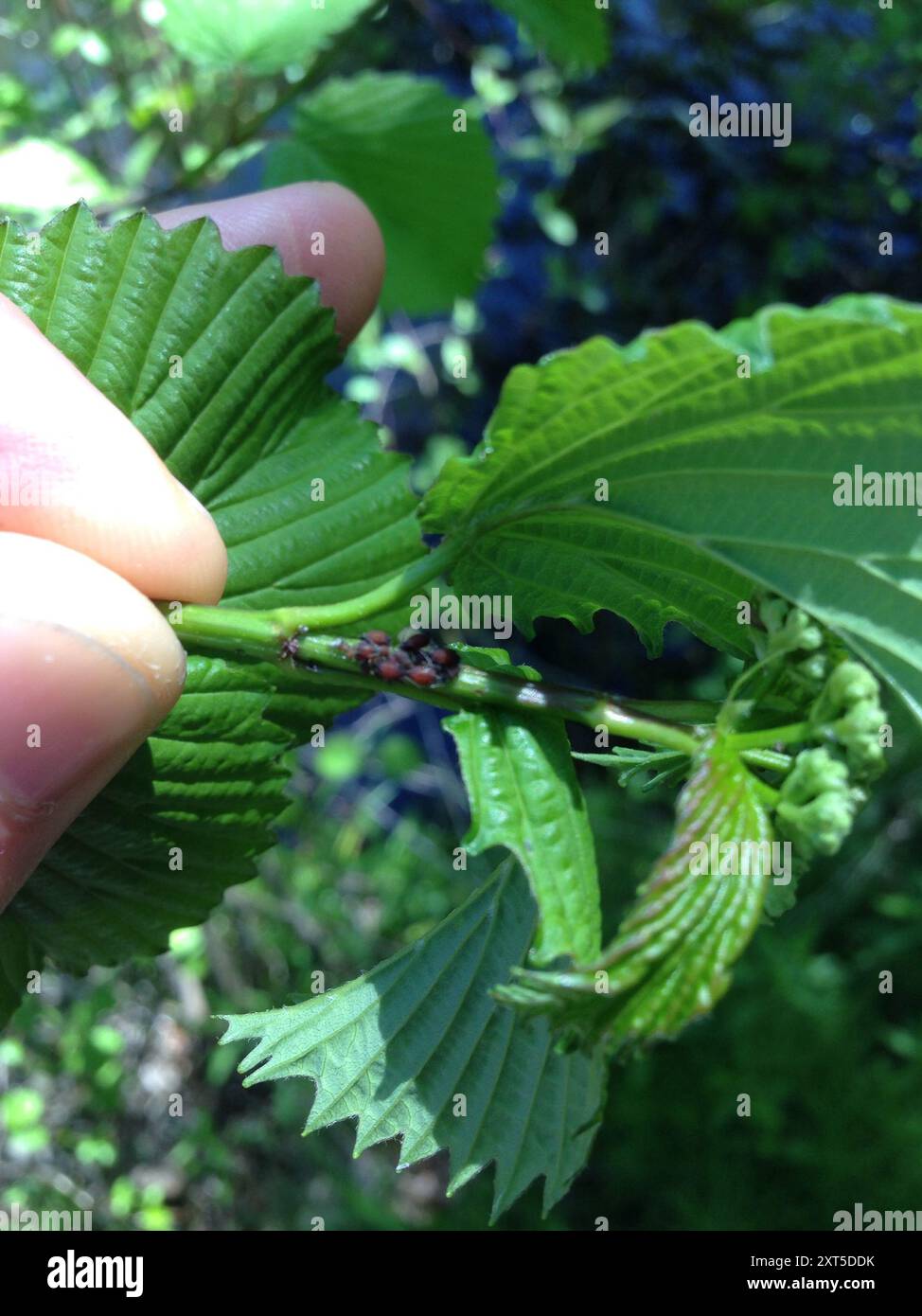 American Viburnum Aphid (Aphis viburniphila) Insecta Stock Photo - Alamy