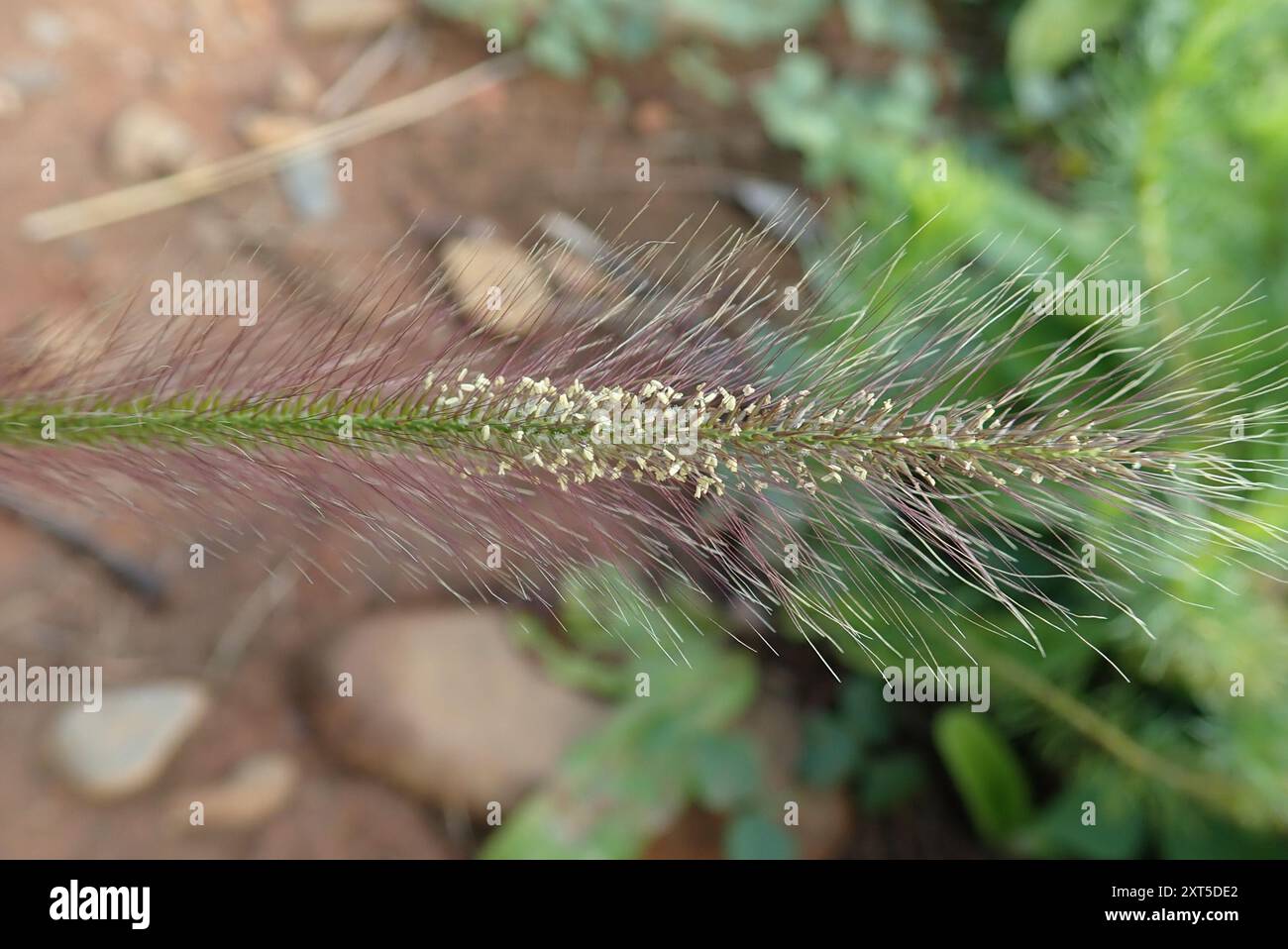 Purple Spike Grass (Perotis patens) Plantae Stock Photo - Alamy