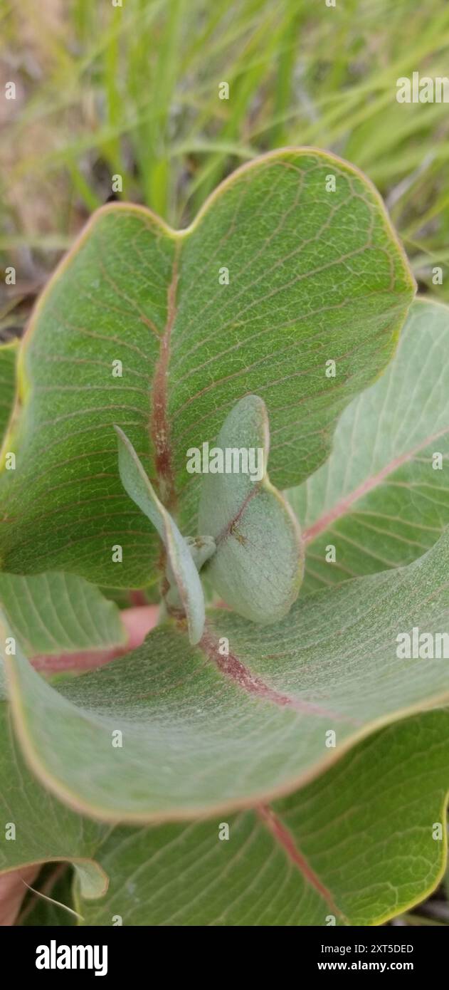 broadleaf milkweed (Asclepias latifolia) Plantae Stock Photo - Alamy