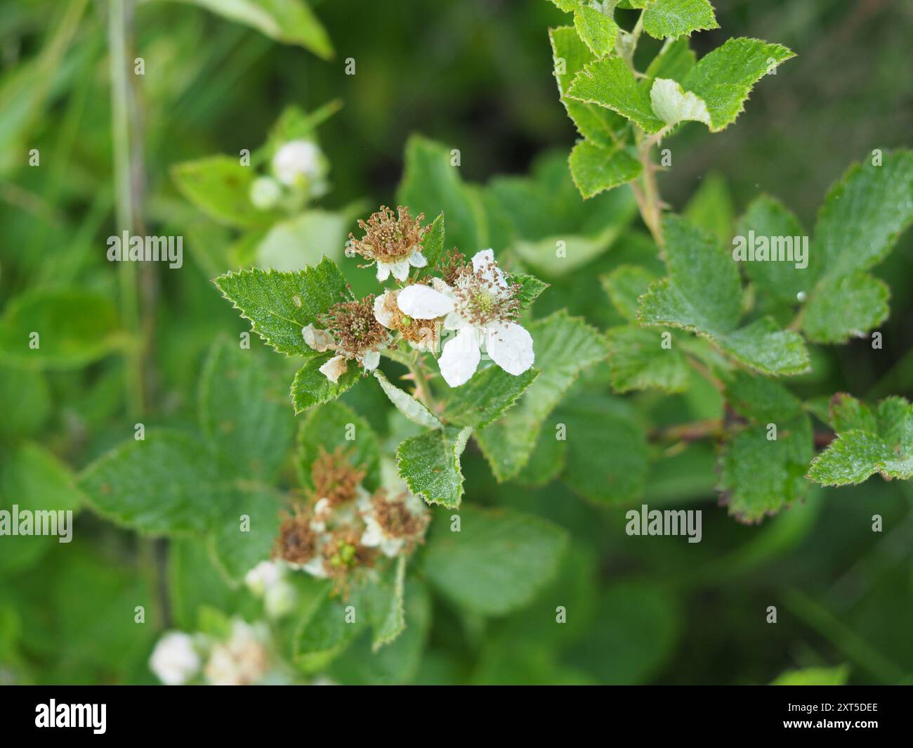 brambles (Rubus) Plantae Stock Photo - Alamy