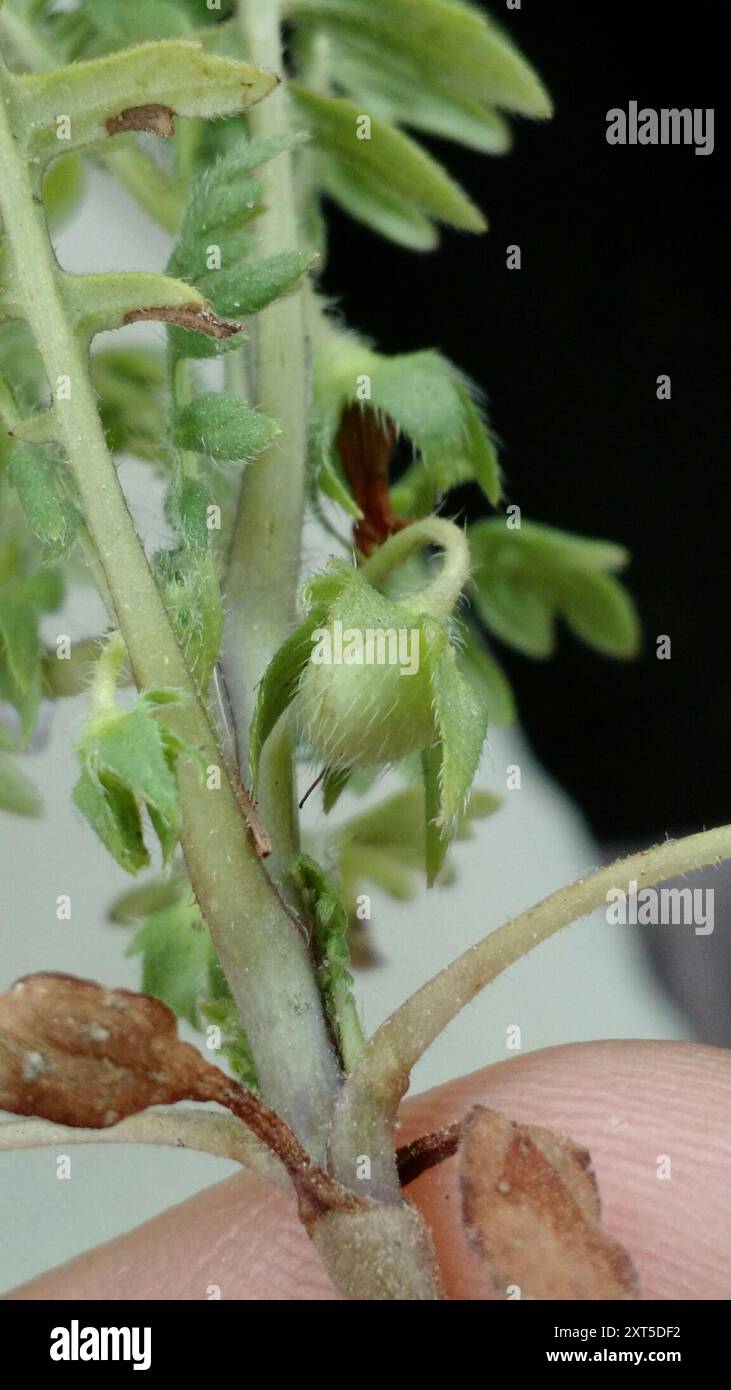 Aunt Lucy (Ellisia nyctelea) Plantae Stock Photo - Alamy