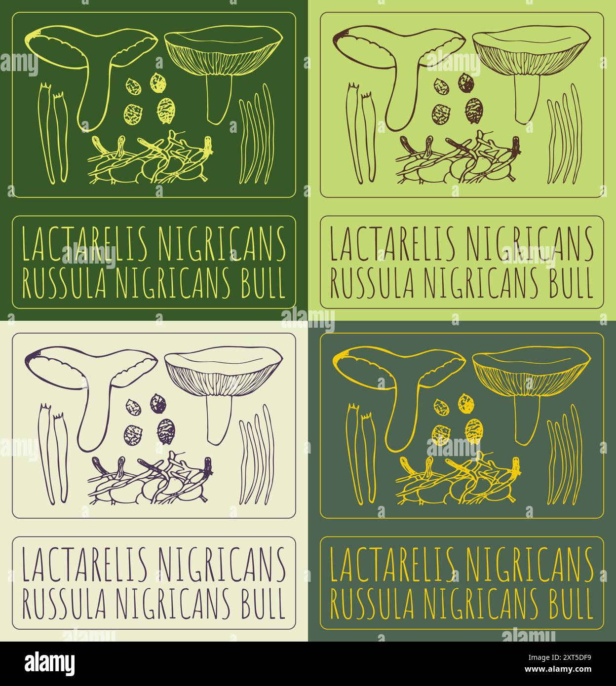 Set of vector drawing LACTARELIS NIGRICANS in various colors. Hand ...