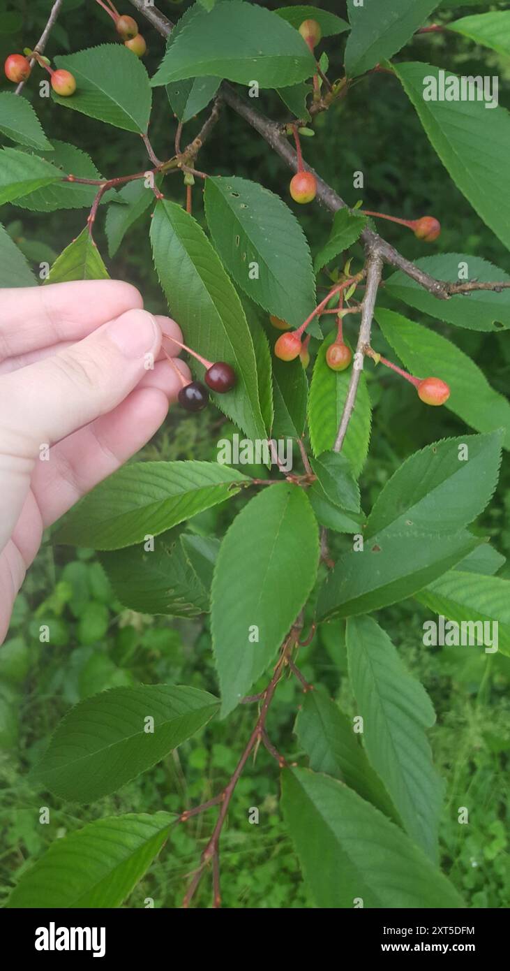 wild cherry (Prunus avium) Plantae Stock Photo - Alamy