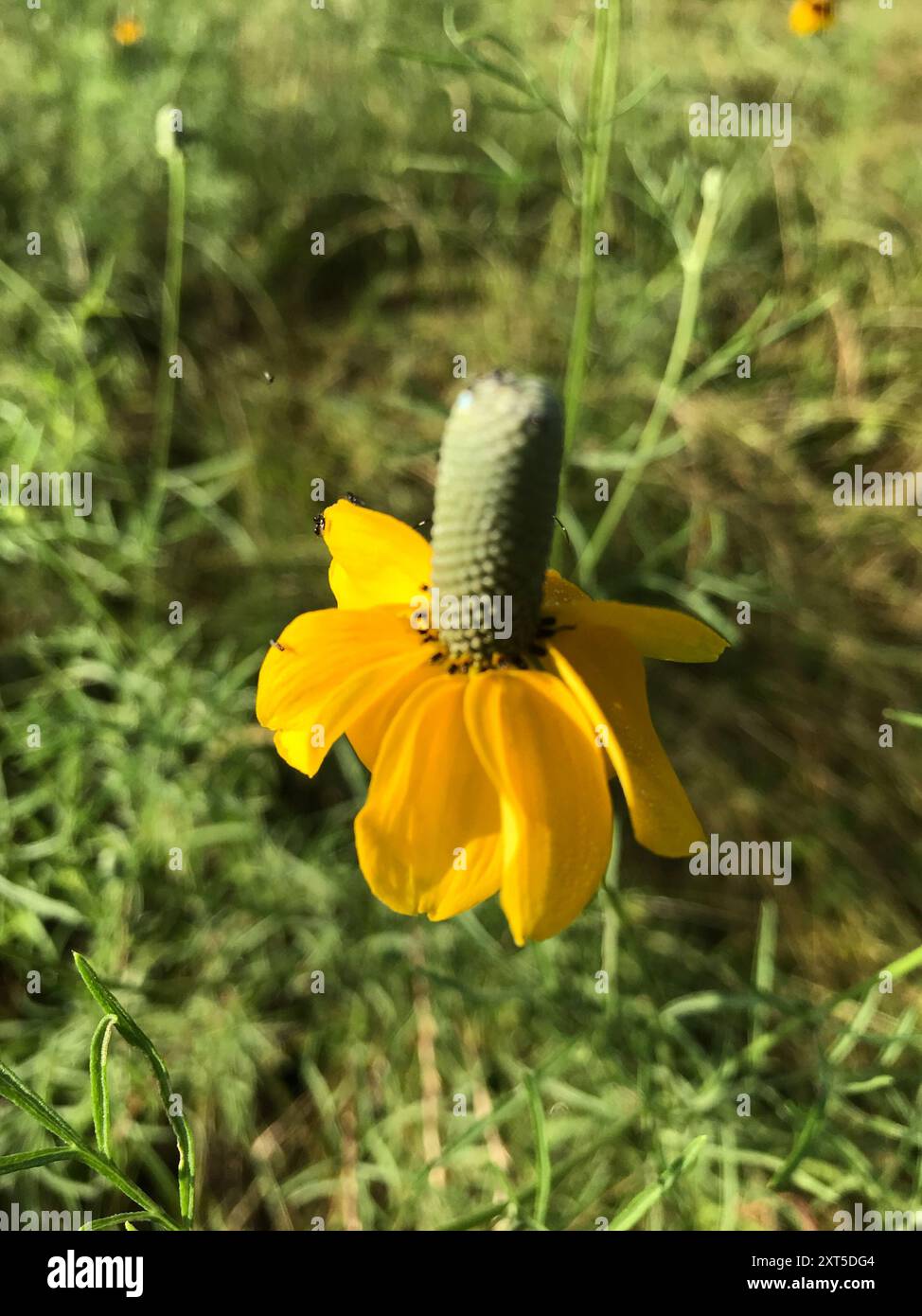 upright prairie coneflower (Ratibida columnifera) Plantae Stock Photo ...