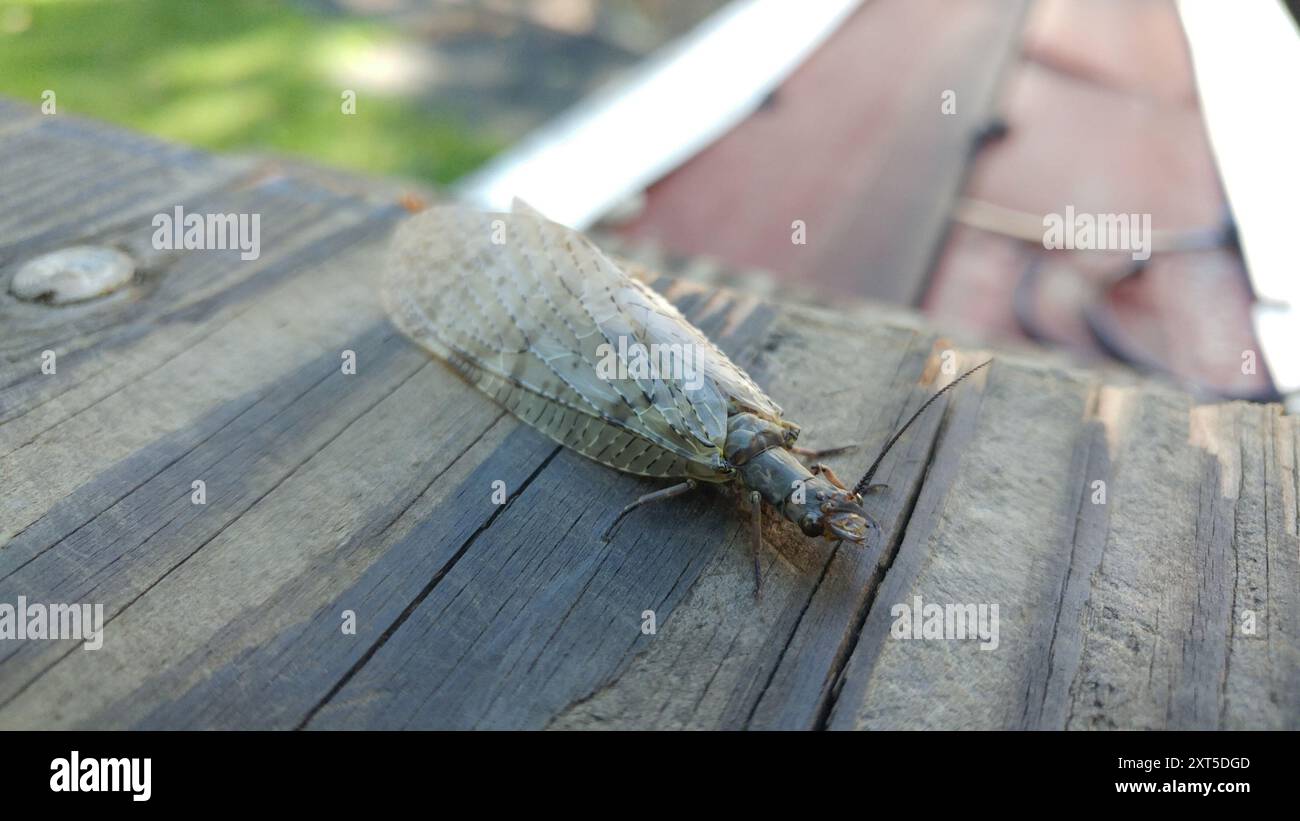 Summer Fishfly (Chauliodes pectinicornis) Insecta Stock Photo - Alamy