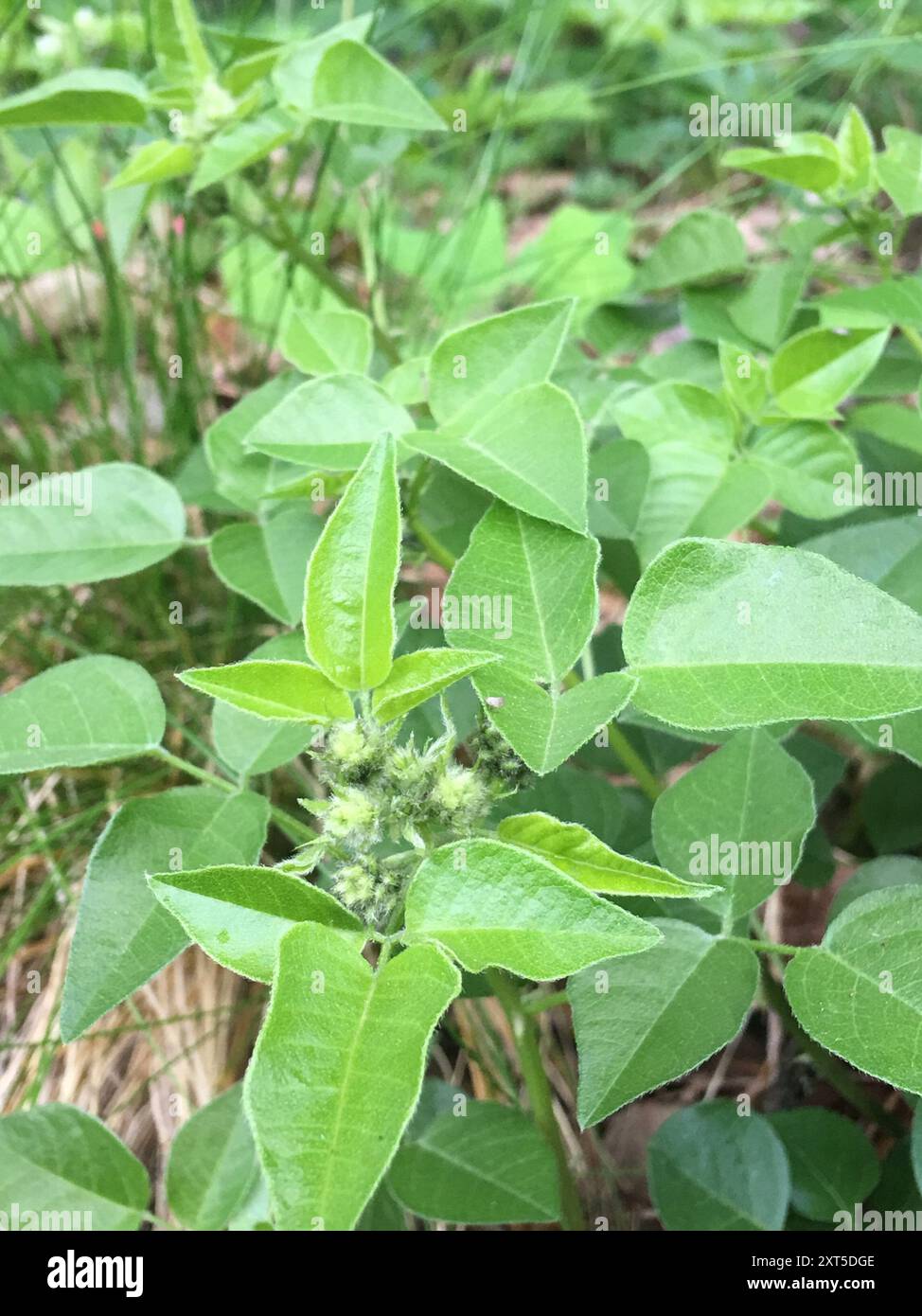 forest scurfpea (Rupertia physodes) Plantae Stock Photo - Alamy
