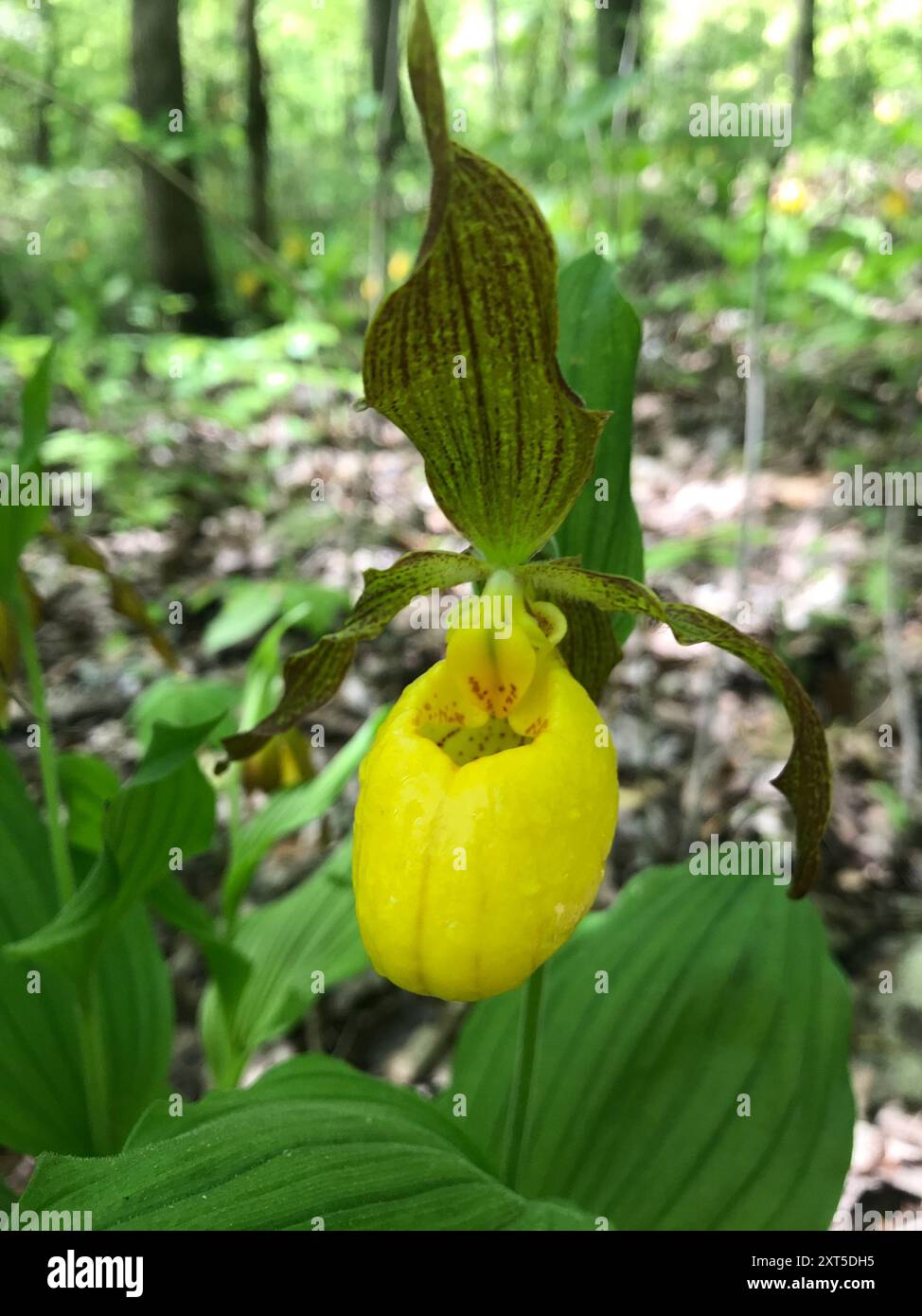 yellow lady's slipper (Cypripedium parviflorum) Plantae Stock Photo - Alamy