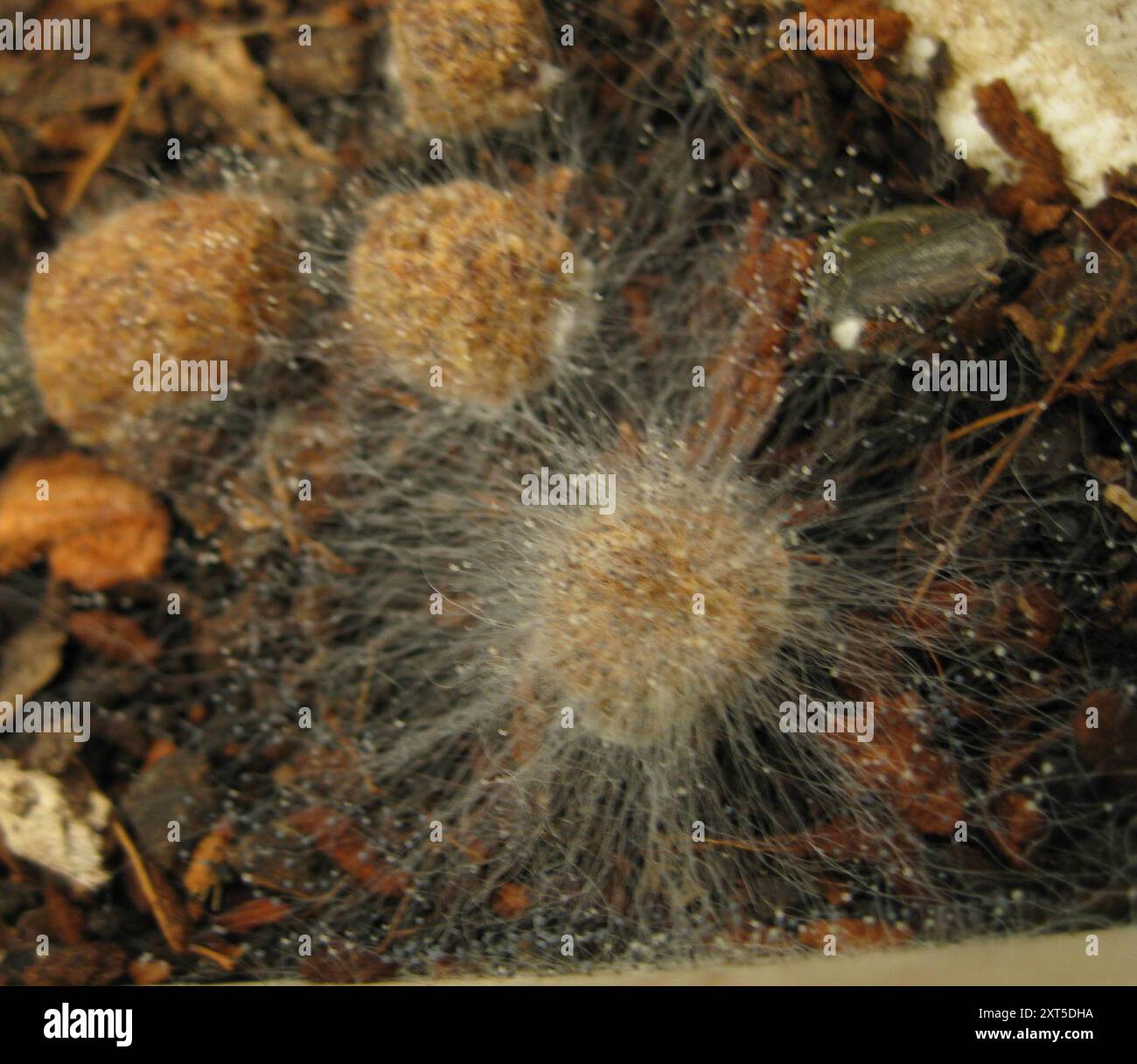 Pin Molds (Mucorales) Fungi Stock Photo - Alamy