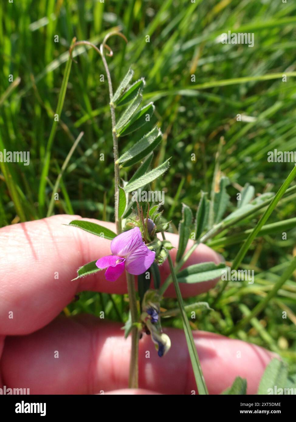 Common Vetch (Vicia sativa) Plantae Stock Photo - Alamy