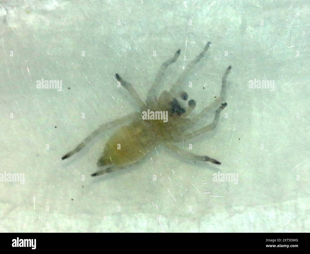 Longlegged Sac Spiders (Cheiracanthium) Arachnida Stock Photo - Alamy