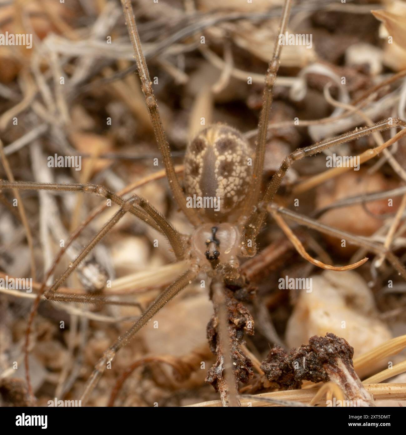 Cellar Spiders (Pholcidae) Arachnida Stock Photo - Alamy