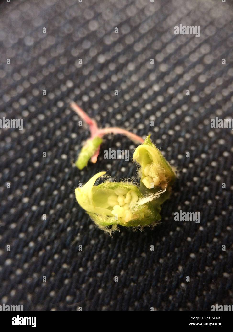 Running Serviceberry (Amelanchier stolonifera) Plantae Stock Photo - Alamy