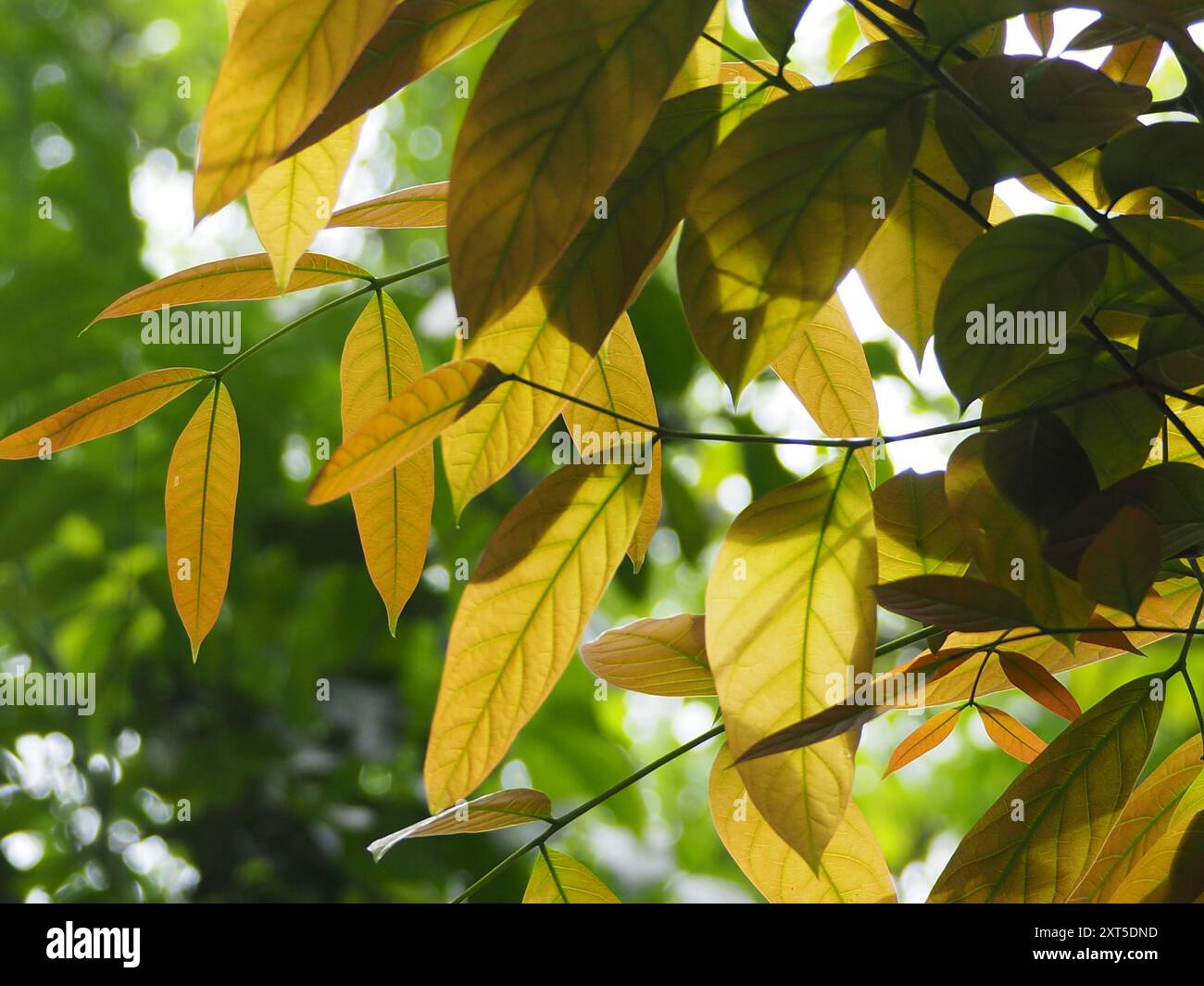 Big-leaf Mahogany (Swietenia macrophylla) Plantae Stock Photo - Alamy