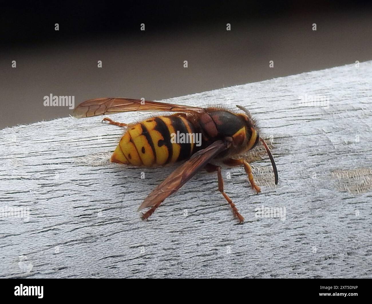 Median Wasp (Dolichovespula media) Insecta Stock Photo - Alamy
