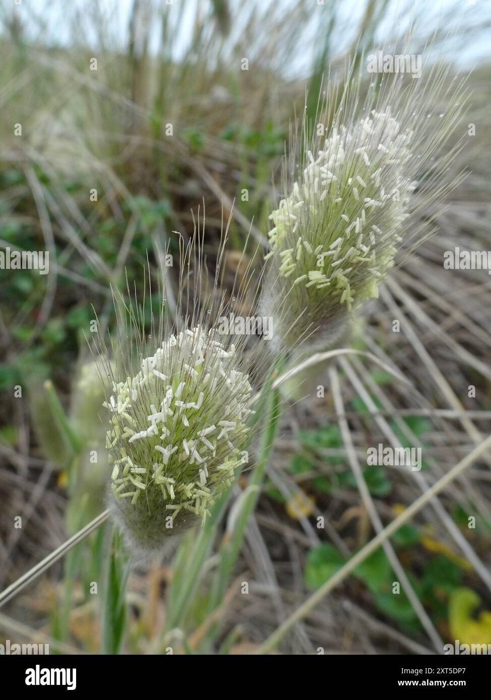 Hare's Tail Grass (Lagurus ovatus) Plantae Stock Photo - Alamy
