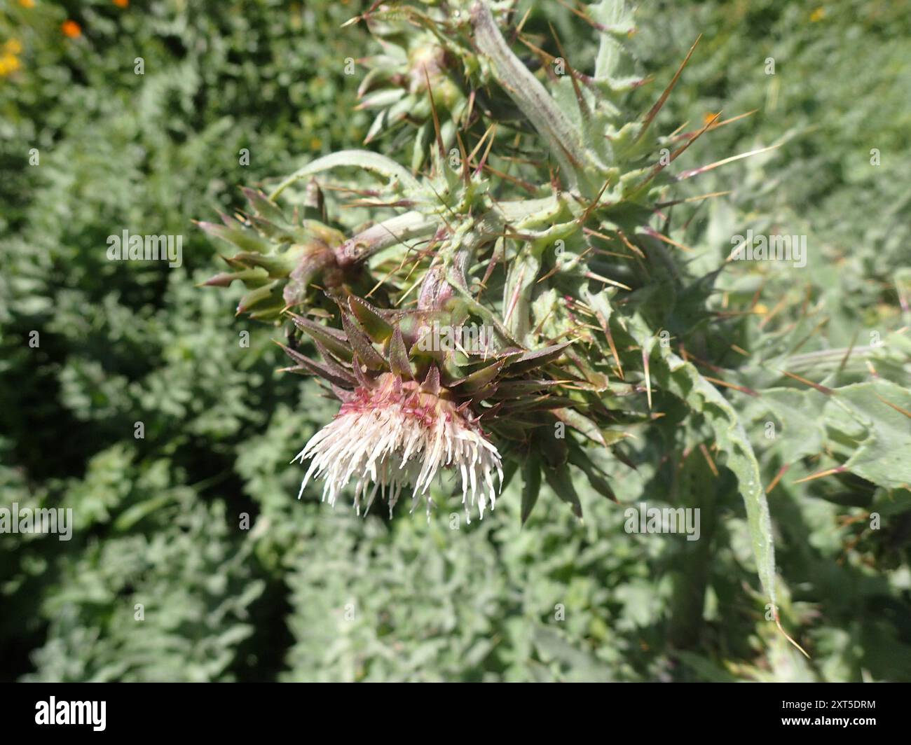 Mount Hamilton fountain thistle (Cirsium fontinale campylon) Plantae ...