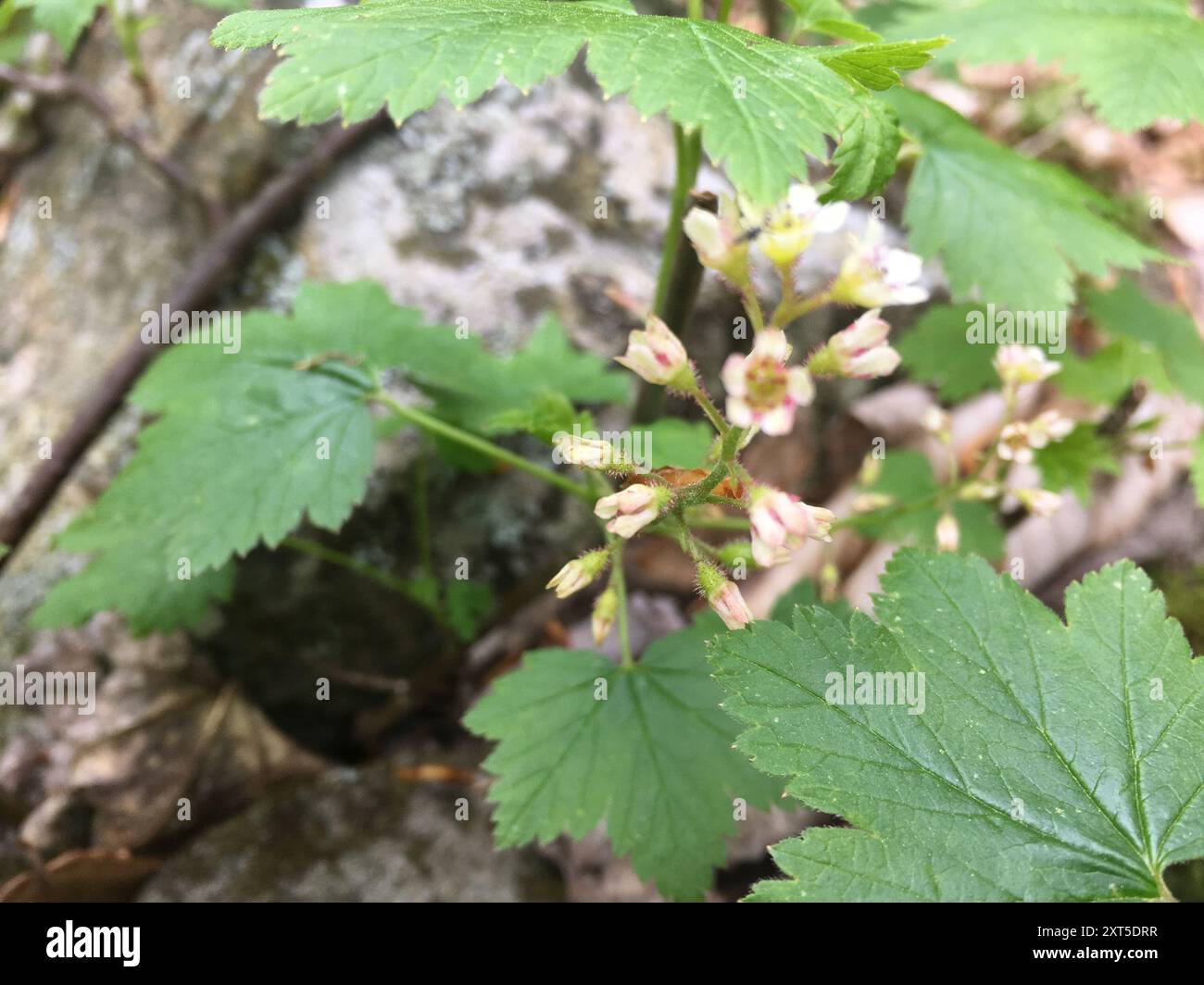 skunk currant (Ribes glandulosum) Plantae Stock Photo - Alamy
