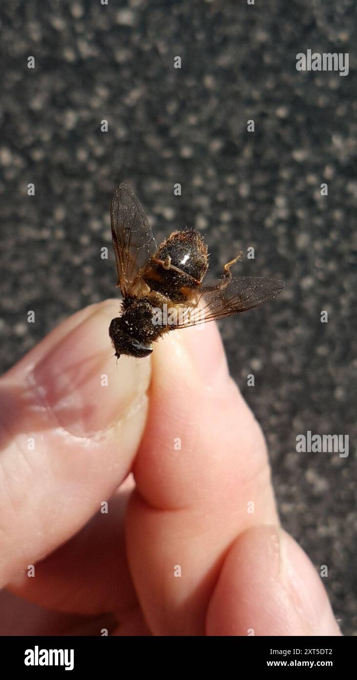 Common Drone Fly (Eristalis tenax) Insecta Stock Photo - Alamy